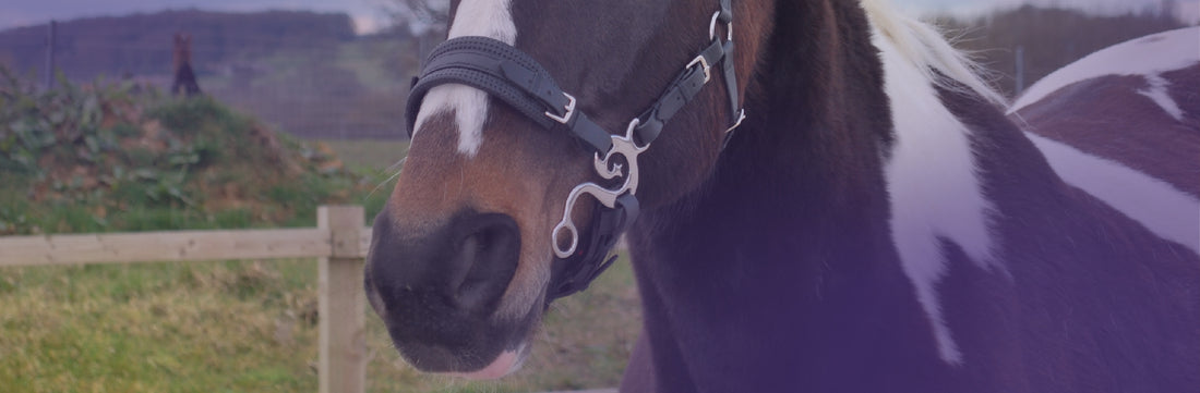 Introduction to hackamore types – Inca Equestrian